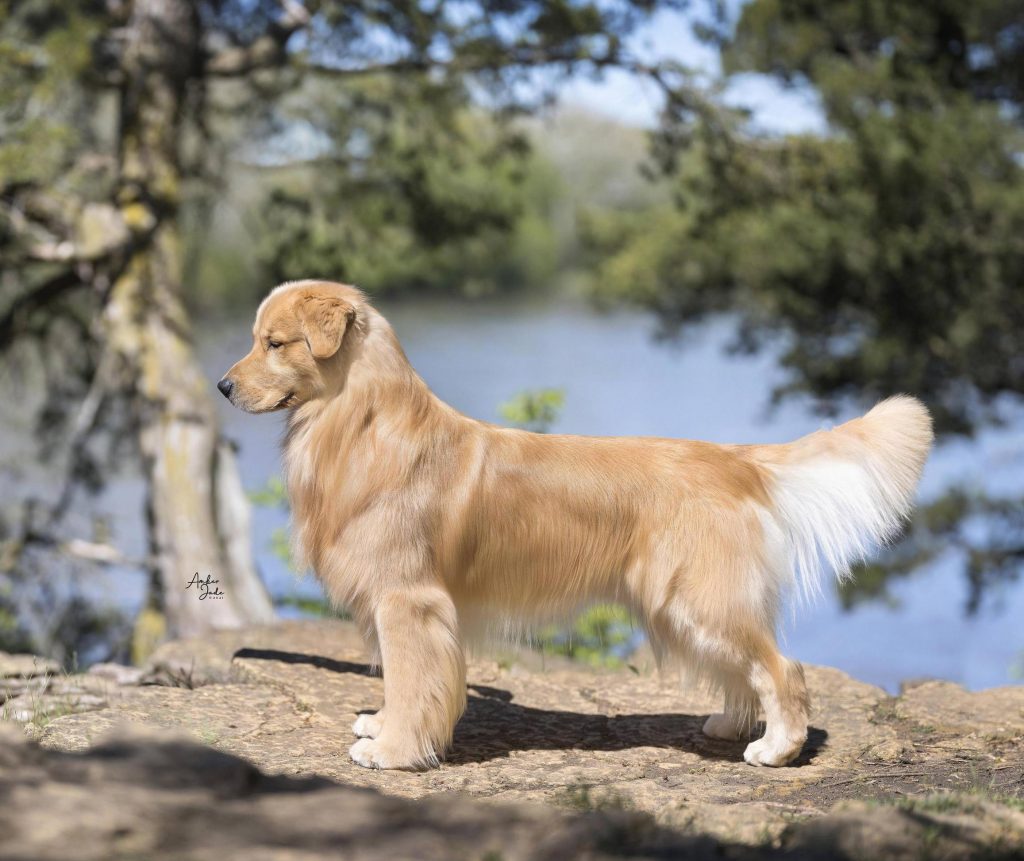 Shaffer’s Counting Stars with Skyefire "Finn" – Golden Retriever Illinois